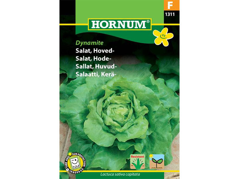 Salat, Hoved-, Dynamite (F)