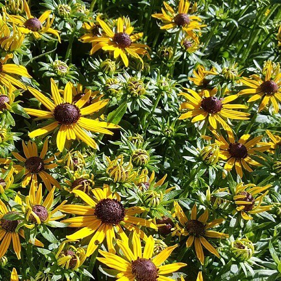 Solhat | Smukke, farverige og insektvenlige stauder | Se hele udvalget her