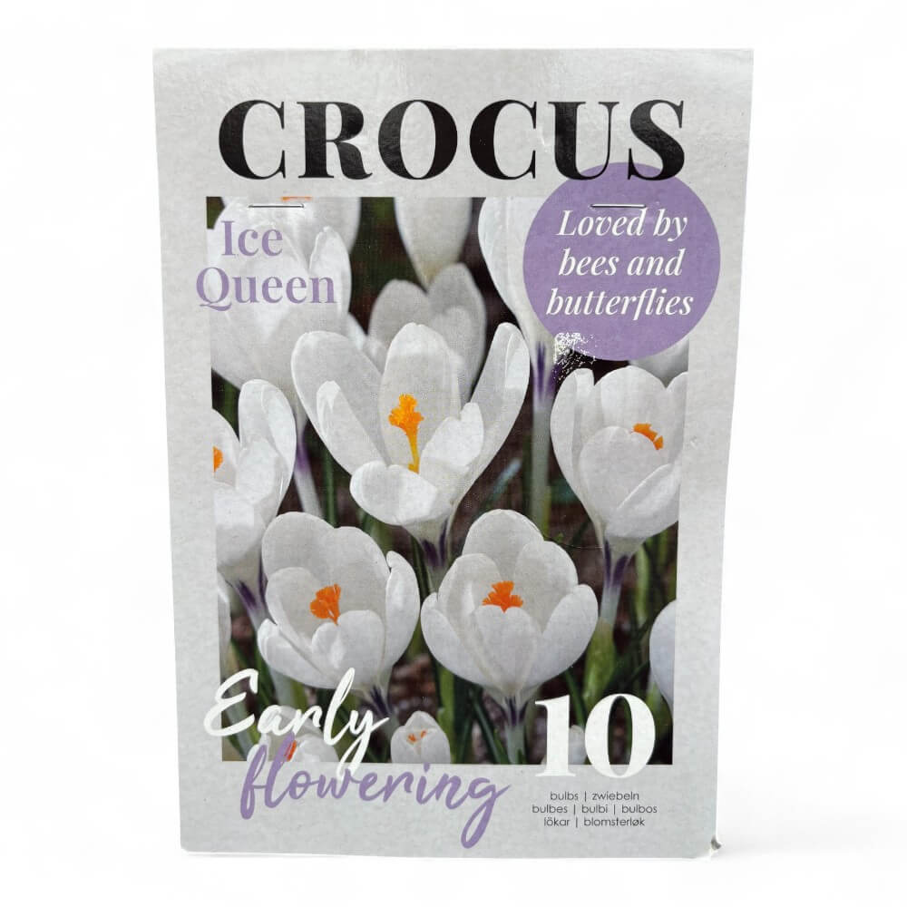 Krokus 'Ice Queen'