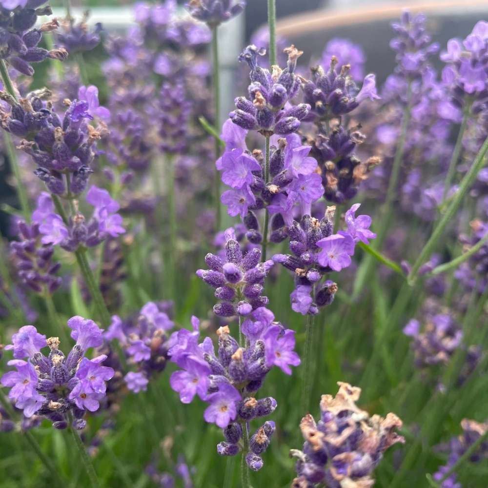 Lavendel, Lavandula ang. ´Essence Purple´ - 29 cm potte