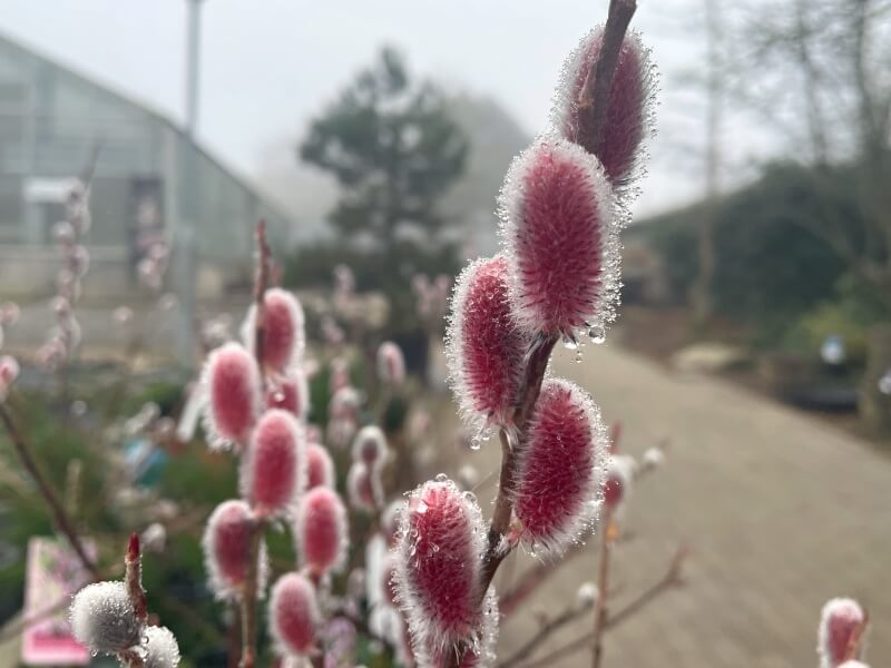Pink pil, salix gracilistyla 'Mount Aso'