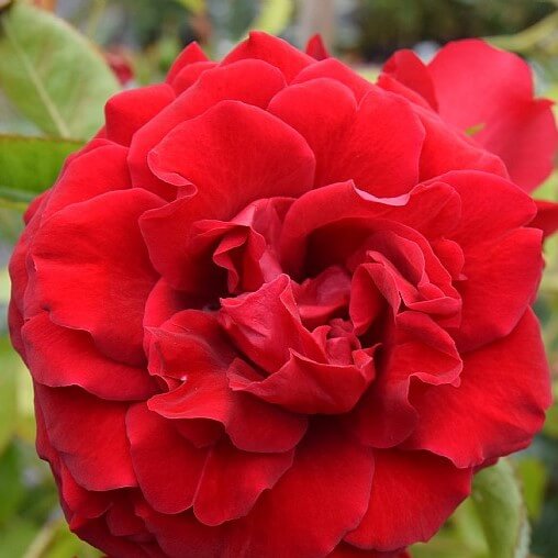 Rose, Rosa 'Grand Award' - slyngrose