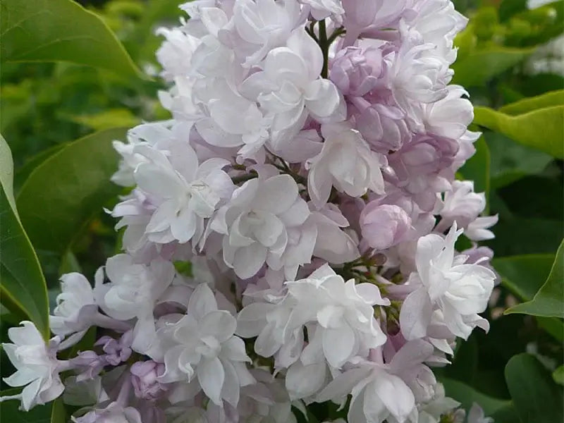 Syren, Syringa Beauty Of Moscow 10 L Potte