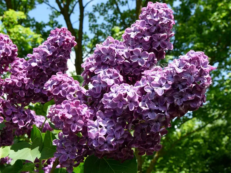 Syren, Syringa Ludvig Spaeth 5 L Potte