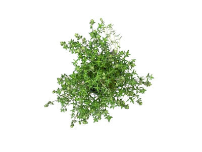 Timian Almindelig, Thymus vulgaris - 12 cm potte