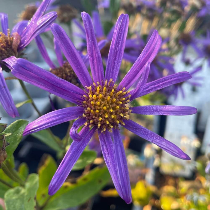 Blåasters, Aster amellus 'Blue King' – 1 L potte