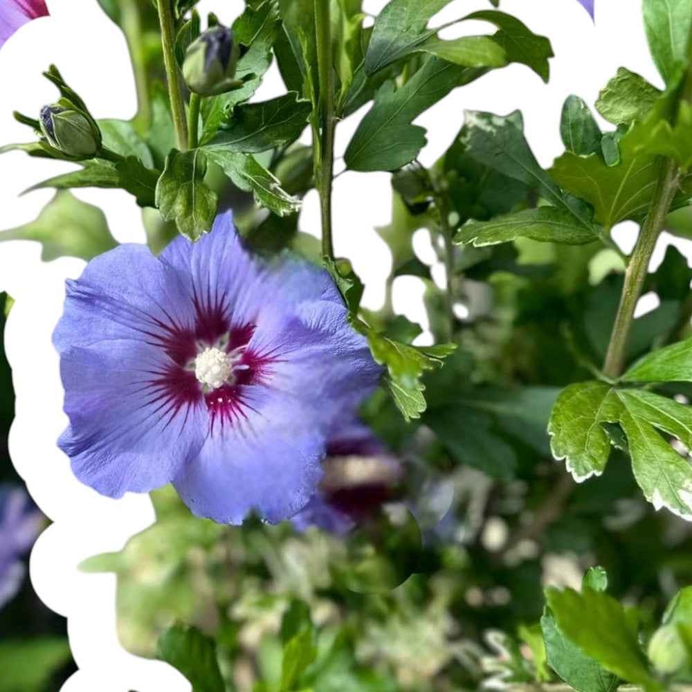 Syrisk rose, Hibiscus syriacus 'Blue Bird' C 3,4