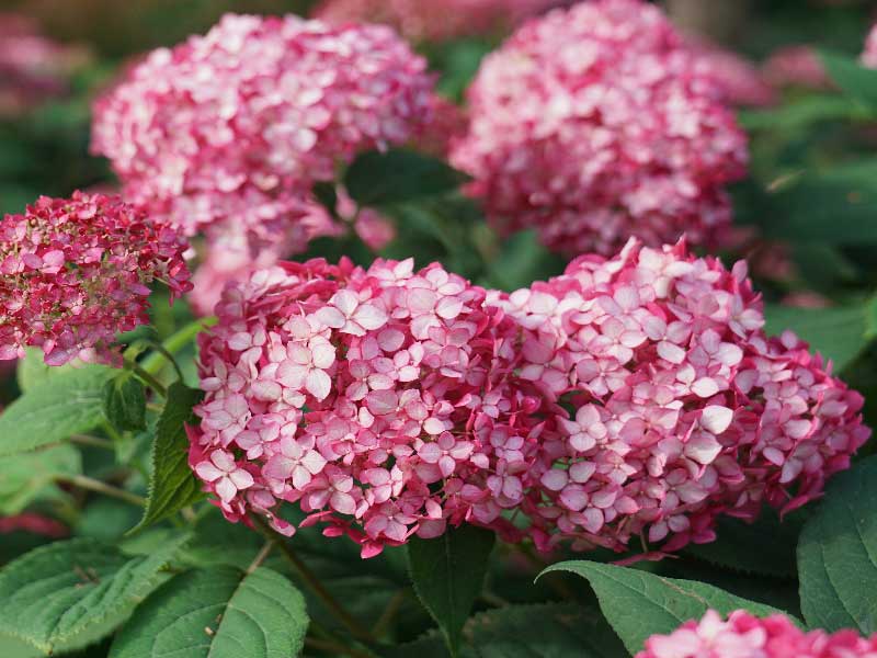 Hortensia, Hydrangea Arb. Ruby Annabelle® Pw 5 L Potte