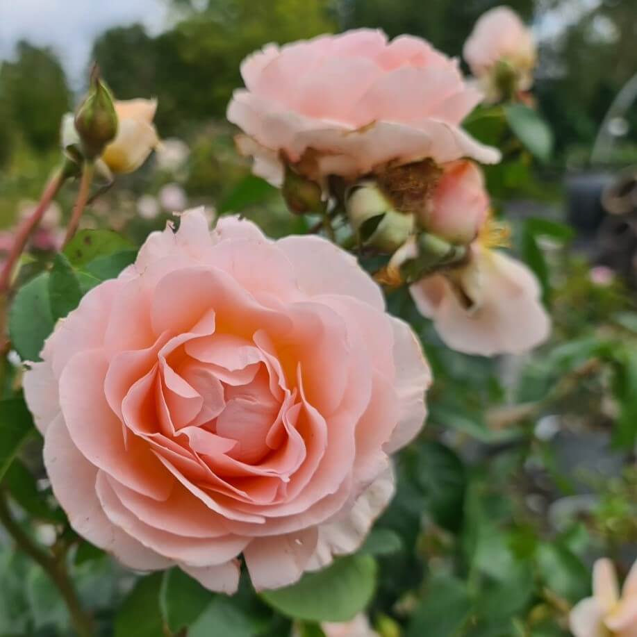 Rose, Rosa 'Royal Estelle™' - buketrose