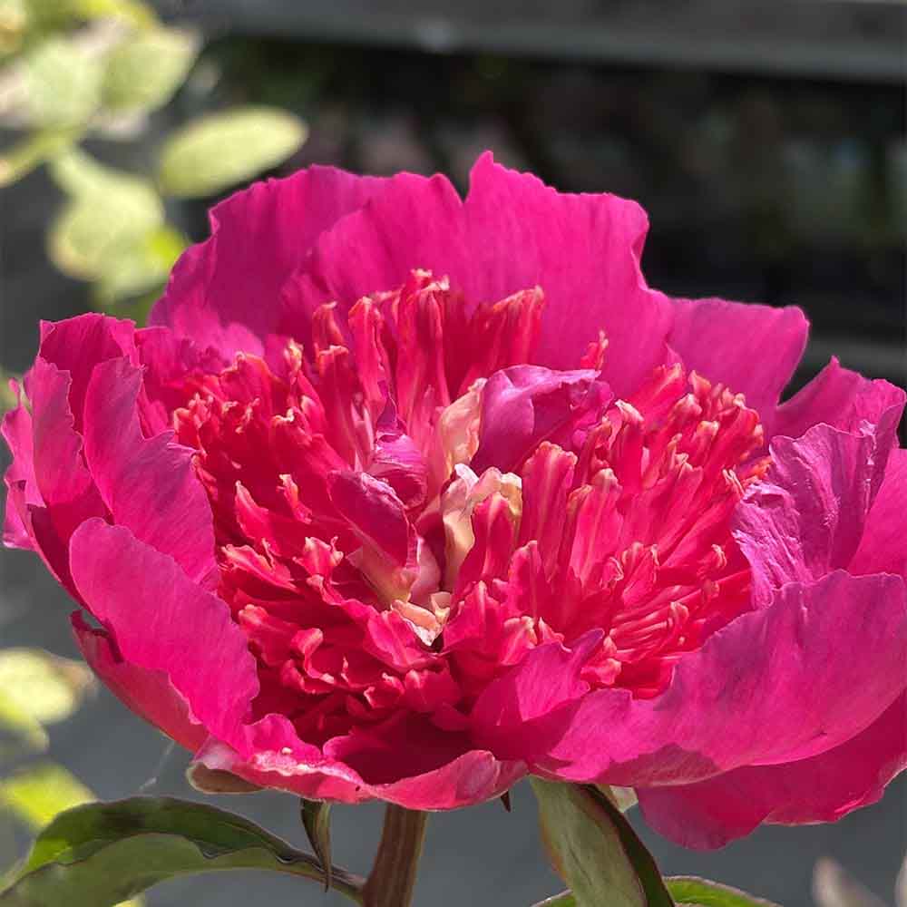 Silkepæon, PAEONIA lact. 'Sebastian Maas' - 3 L Potte