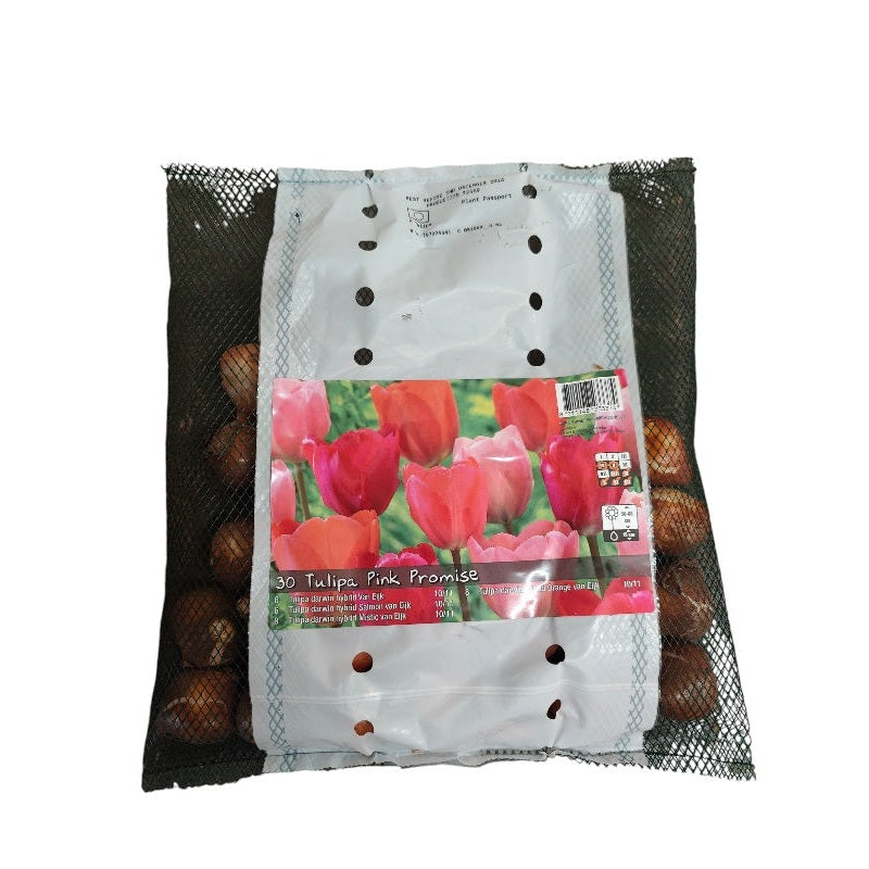 Tulipanløg, Tulipa Pink Promise 10/11