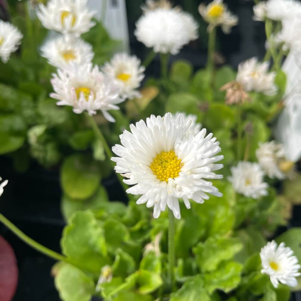 Tusindfryd 'Planet White' – Hvid, smuk blomst til haven | Hobby Haven